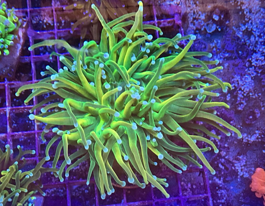 OG Holy Grail, Very Large Head - Frag Finders