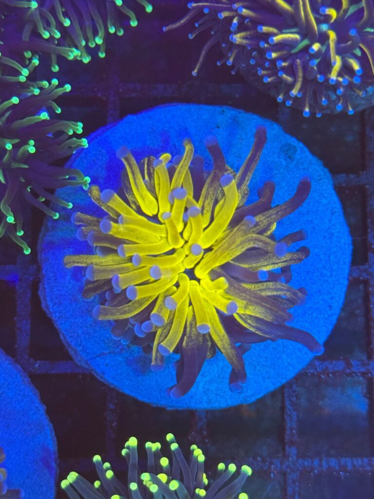 Tiger torch - Frag Finders